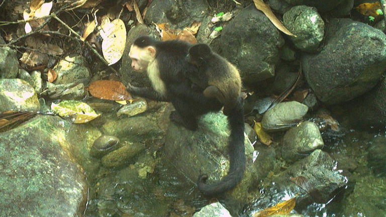Monkeys are kidnapping babies of another species on a Panamanian island ...