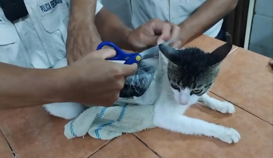 Drug-Smuggling Cat? Feline Busted Sneaking Narcotics into Costa Rica Prison
