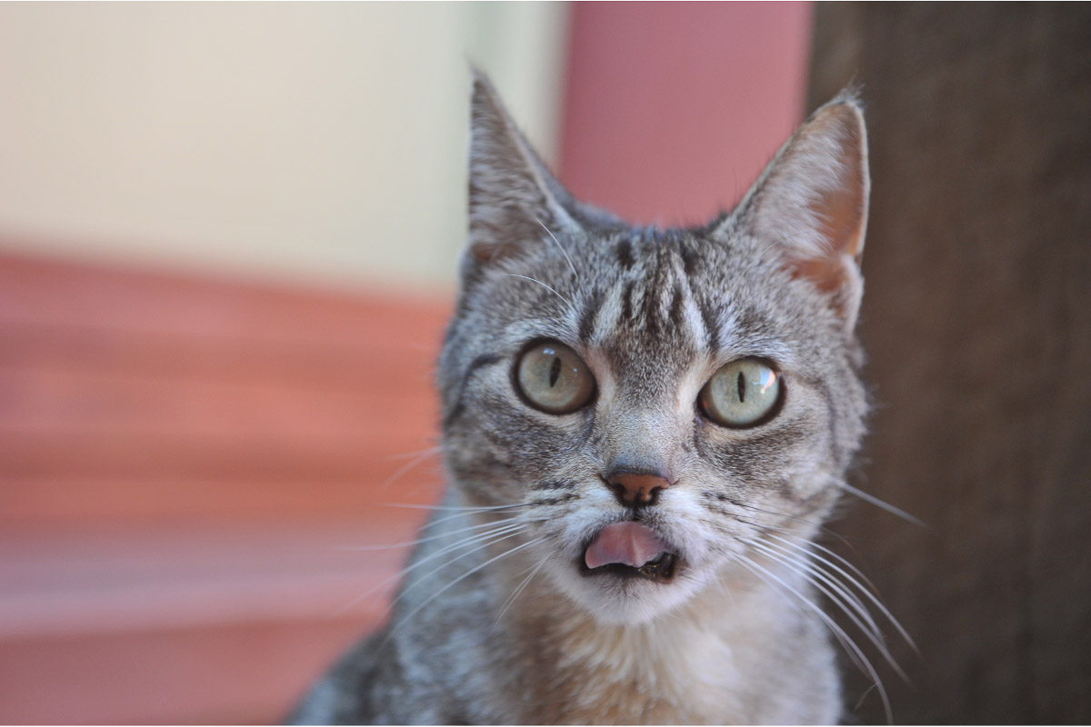 Why cats stick their tongues out — and what it really means