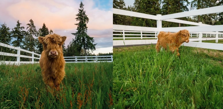 Where is Daisy May? Gig Harbor searches for missing mini highland cow