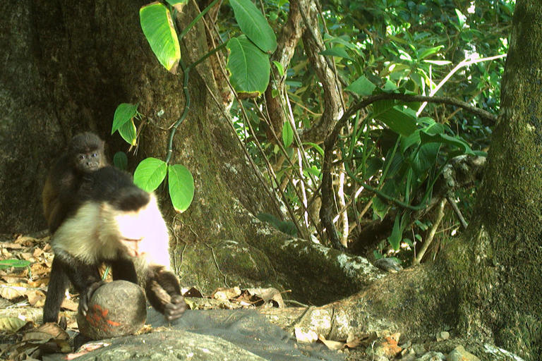 Caught on camera, capuchin monkeys kidnap howler monkey babies
