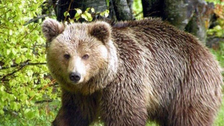 Καστοριά: Αρκούδα εντοπίστηκε νεκρή με τραύμα από πυροβόλο όπλο