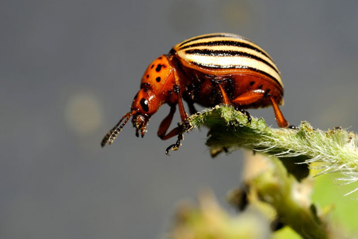Urgent warning over ‘savage’ invasive beetle species that could ...