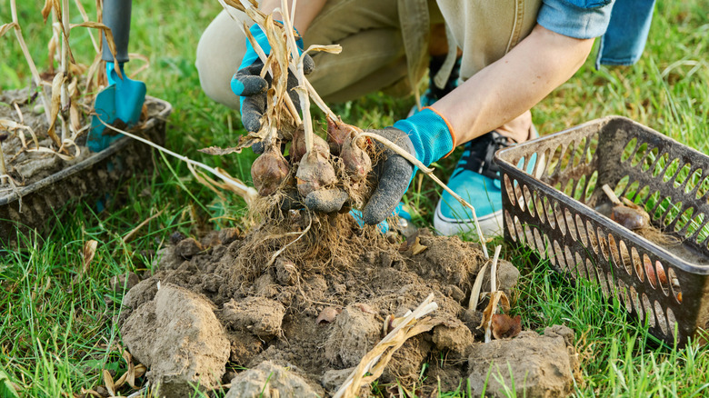 How To Safely Lift And Store Tulip Bulbs After They've Bloomed
