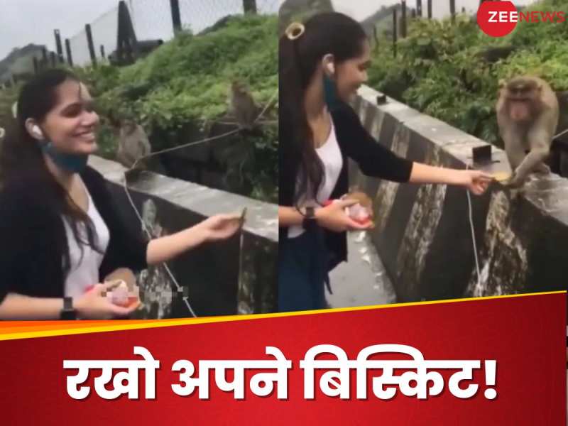 Viral Video : बंदर को बिस्किट खिला रही थी लड़की, मंकी का एटीट्यूड देख ...