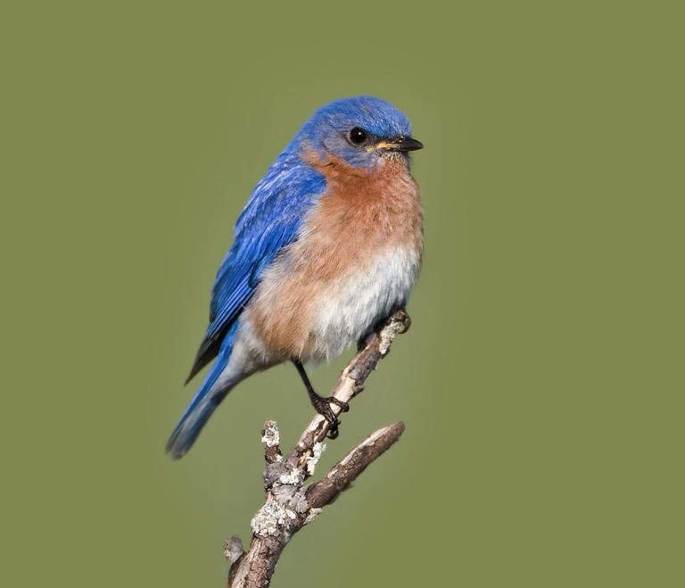 What Does It Mean When You See a Bluebird?