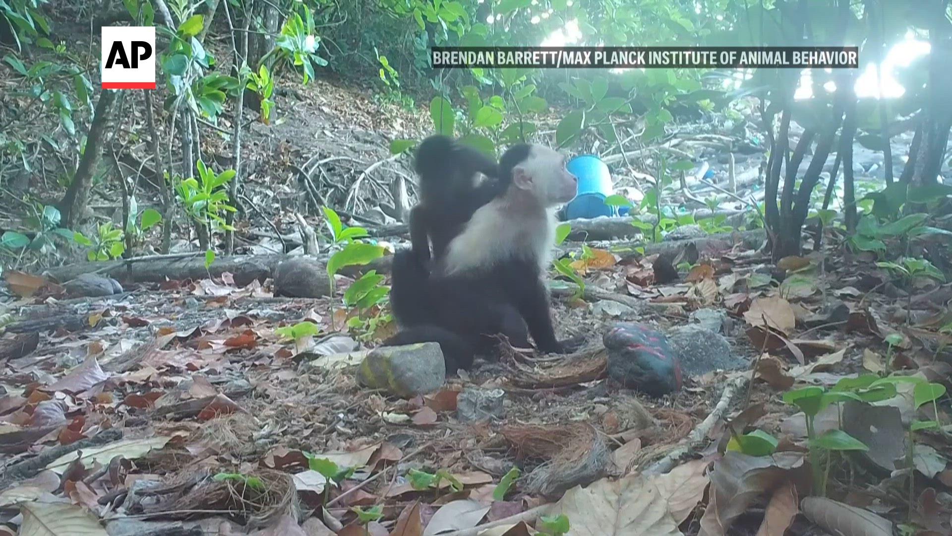 Videos show capuchin monkeys kidnapping howler monkey babies
