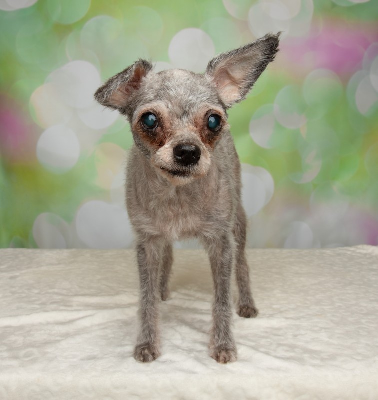 Tiny Hairless Chihuahua Who Looks Like a 'Gremlin' Is the Cutest Little ...