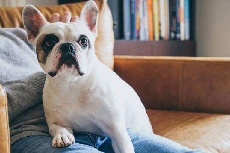 'I'm a dog expert - families with young children should avoid these 3 ...