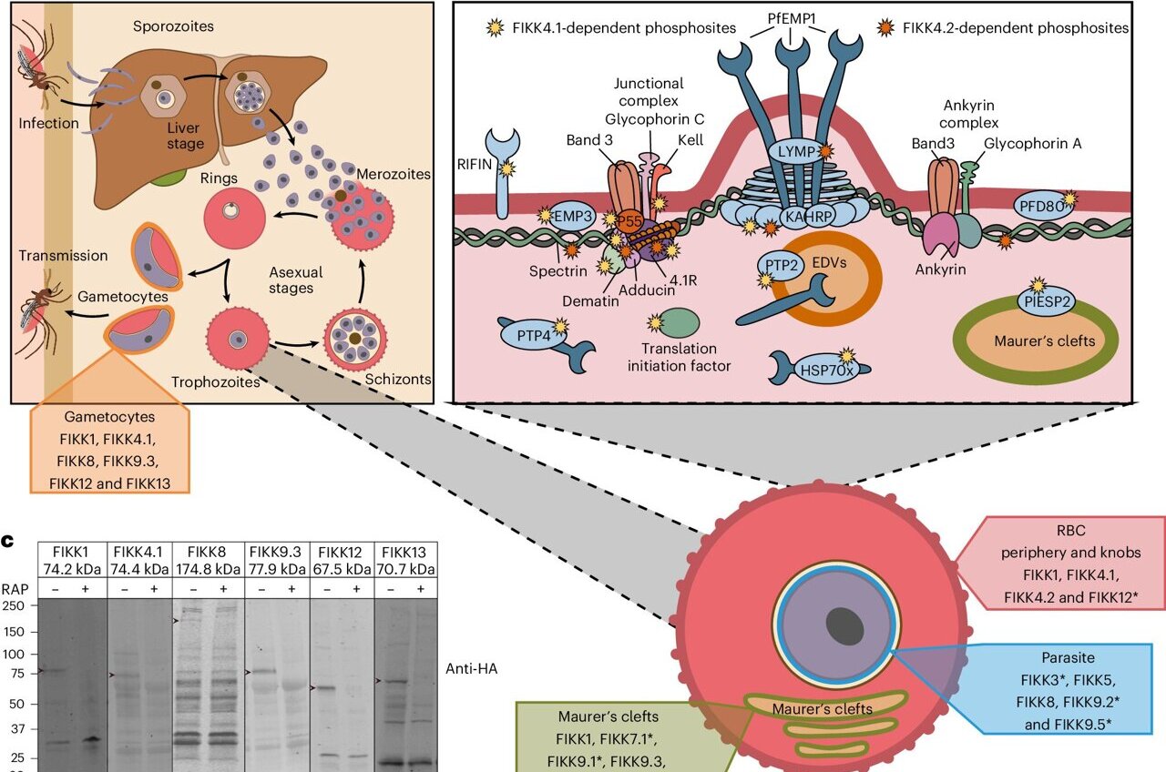 Family of parasite proteins presents new potential malaria treatment target