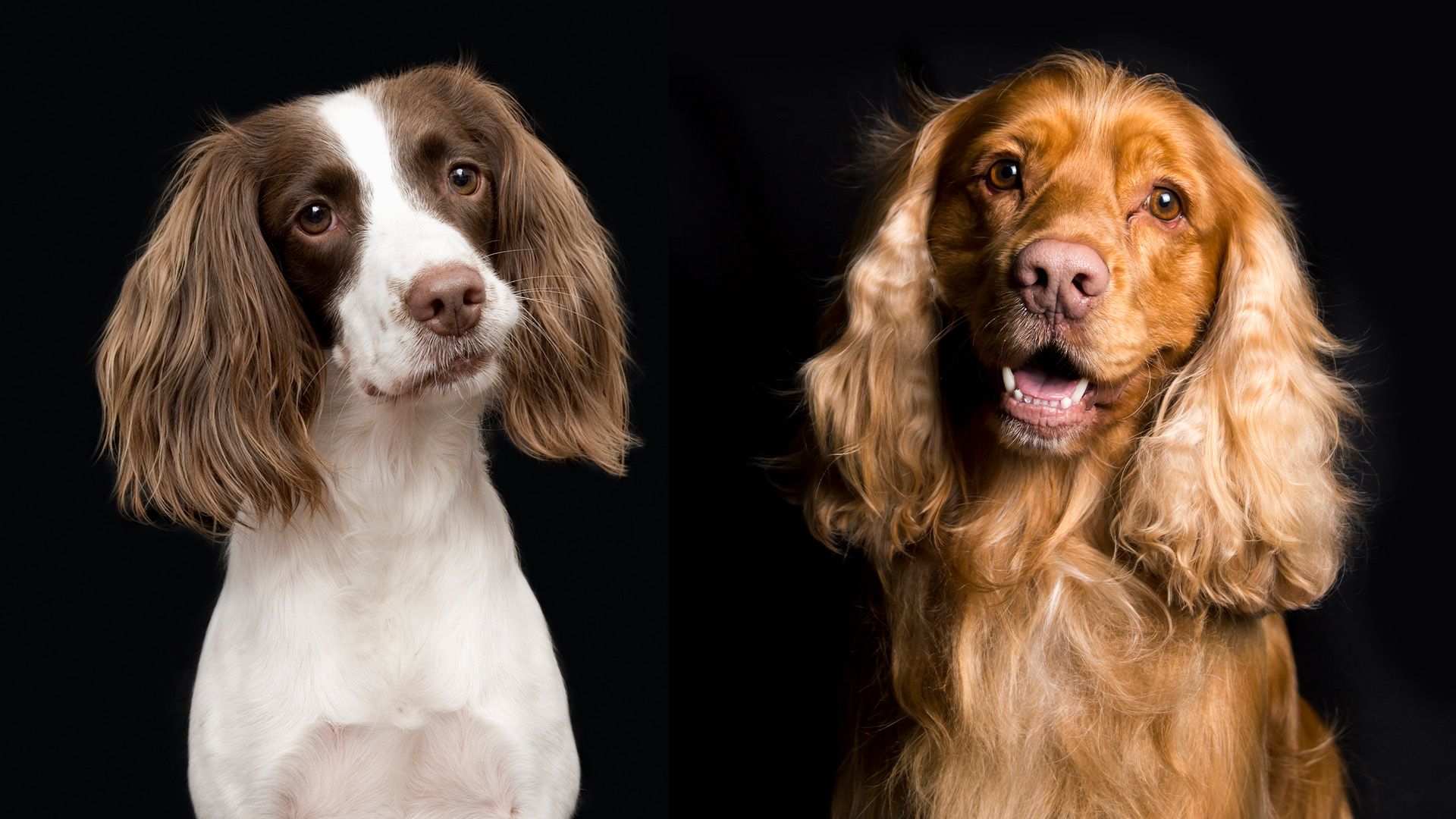 English Cocker Spaniel vs English Springer Spaniel: What’s the difference?