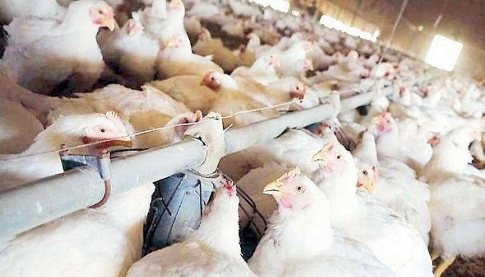 ‘Import ban on Brazilian poultry won’t affect supply, price trend’