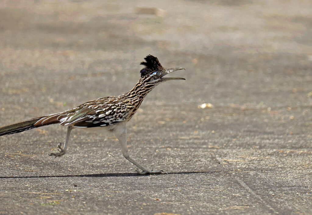 Meet the Roadrunner: 10 Fast, Fierce, and Flat-Out Weird Facts About ...