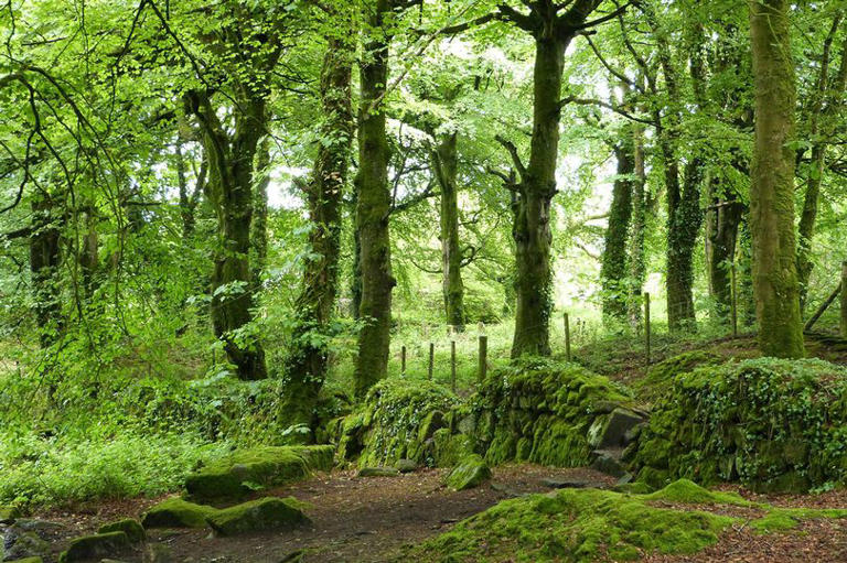 Looe man found dead in St Ives woods