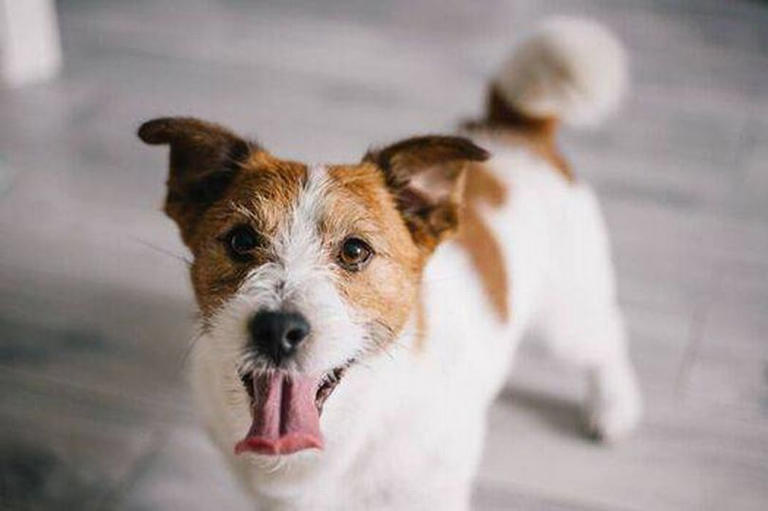 'I'm a dog expert - families with young children should avoid these 3 ...