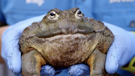 Check Out These Amazing Pixie Frogs!