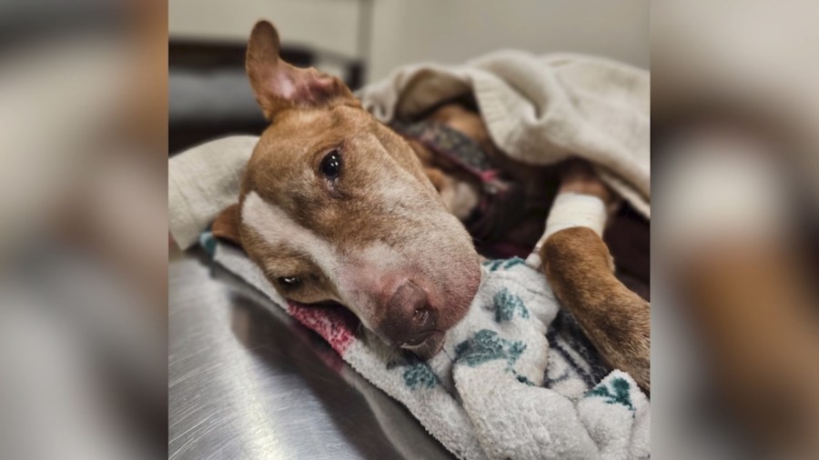 Woman given bond in Warren animal cruelty case