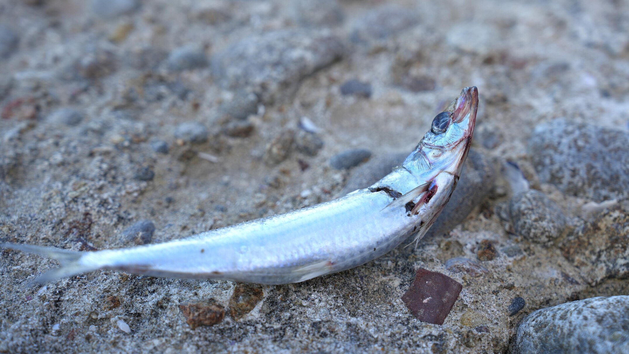 Pilchard virus present in dead fish in Hobart, as authorities say ...