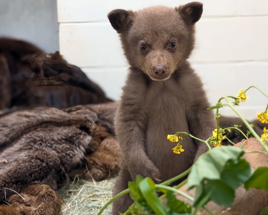 PHOTOS: Abandoned baby bear cub thriving after month of care at Ramona ...