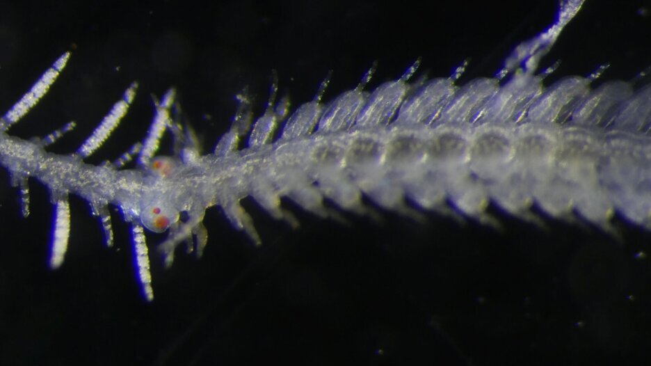 A head and a hundred tails: How a branching worm manages reproductive ...