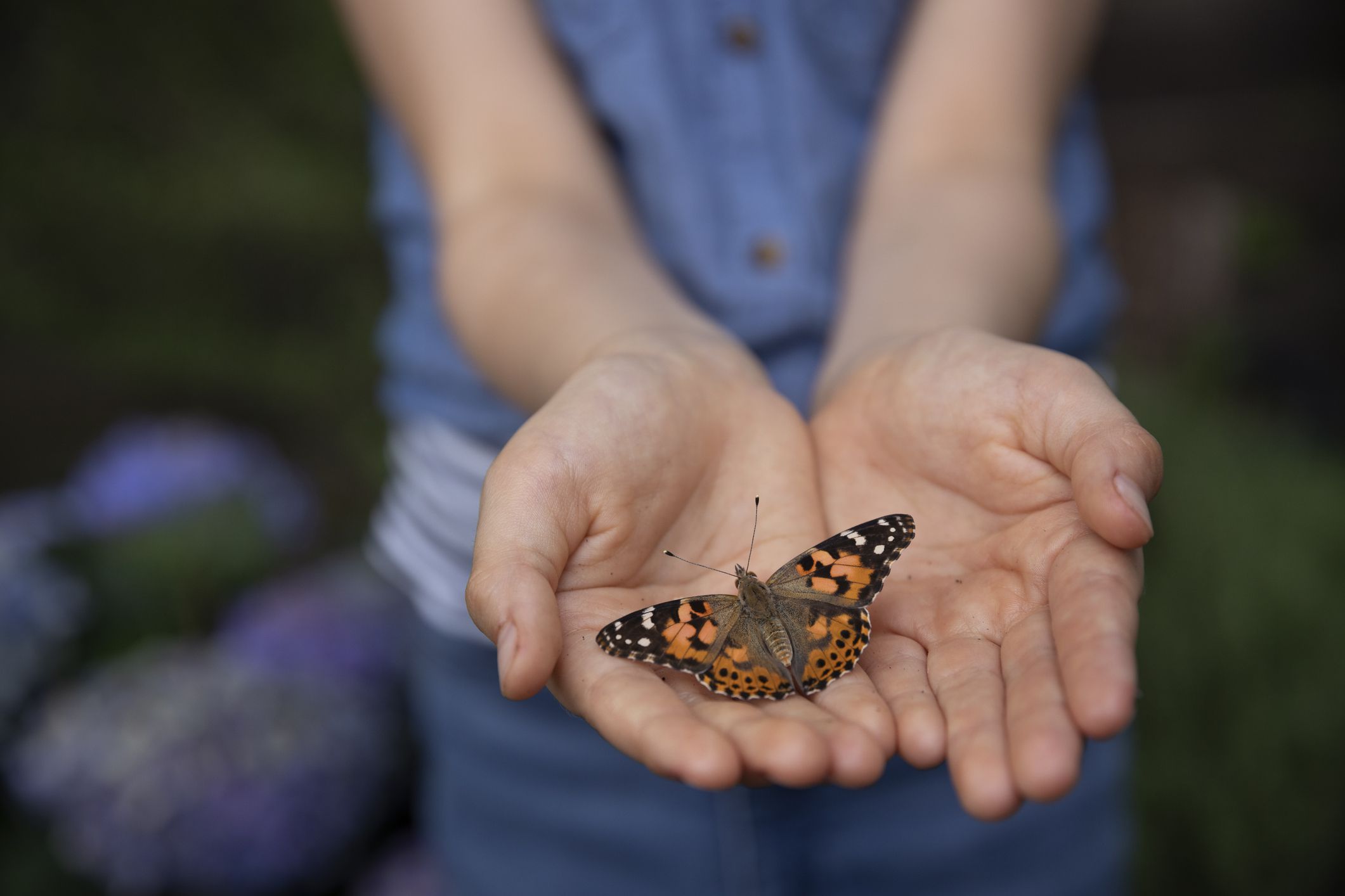 The Butterfly Effect: What It Really Means—and What TikTok Gets Wrong