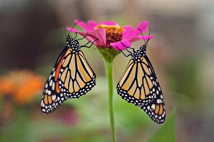 7 Summer Nectar Flowers That Attract Butterflies