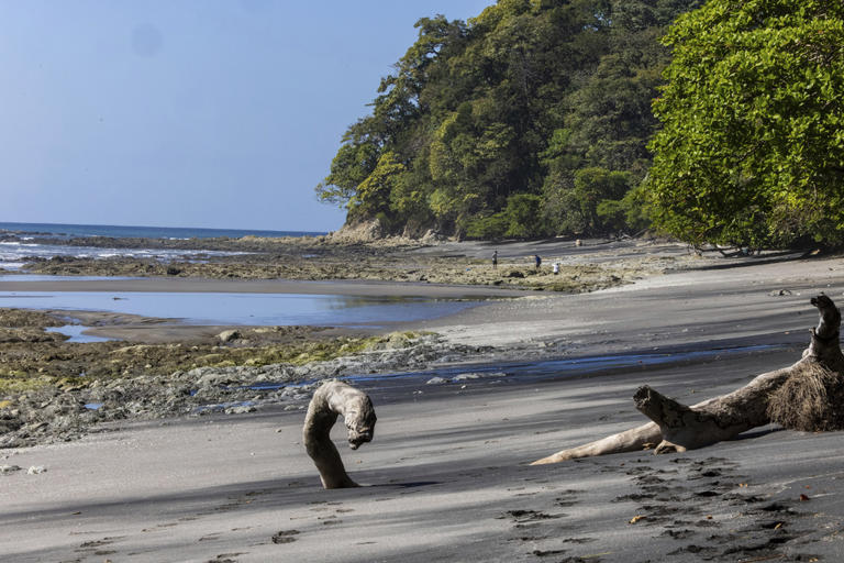 Caught on camera, capuchin monkeys kidnap howler monkey babies