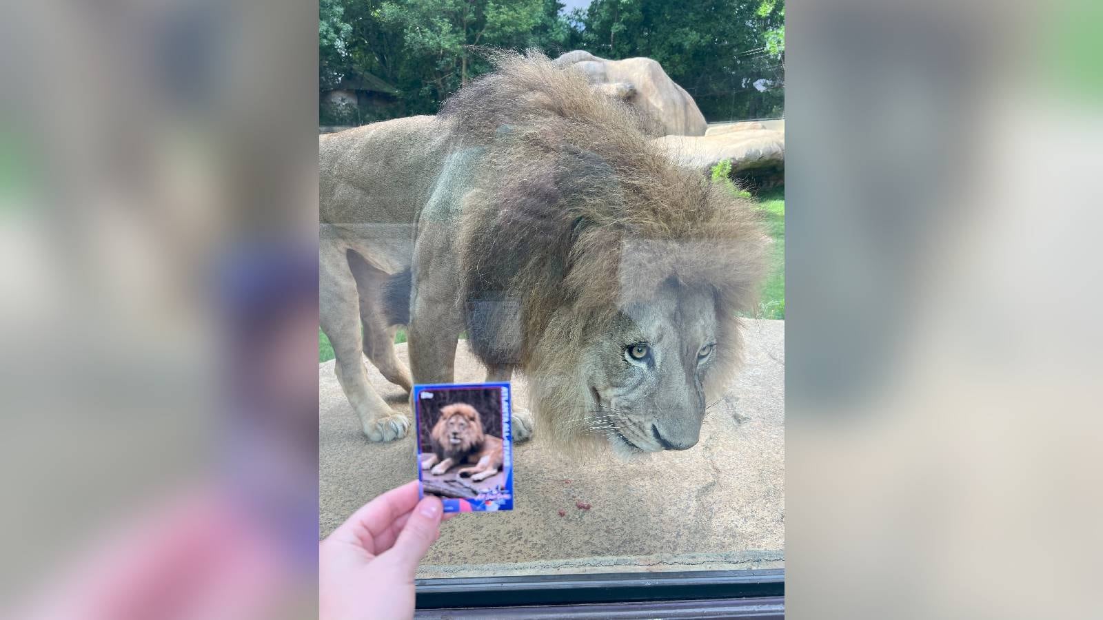 Zoo Atlanta honors All-Stars with limited-edition collectible cards