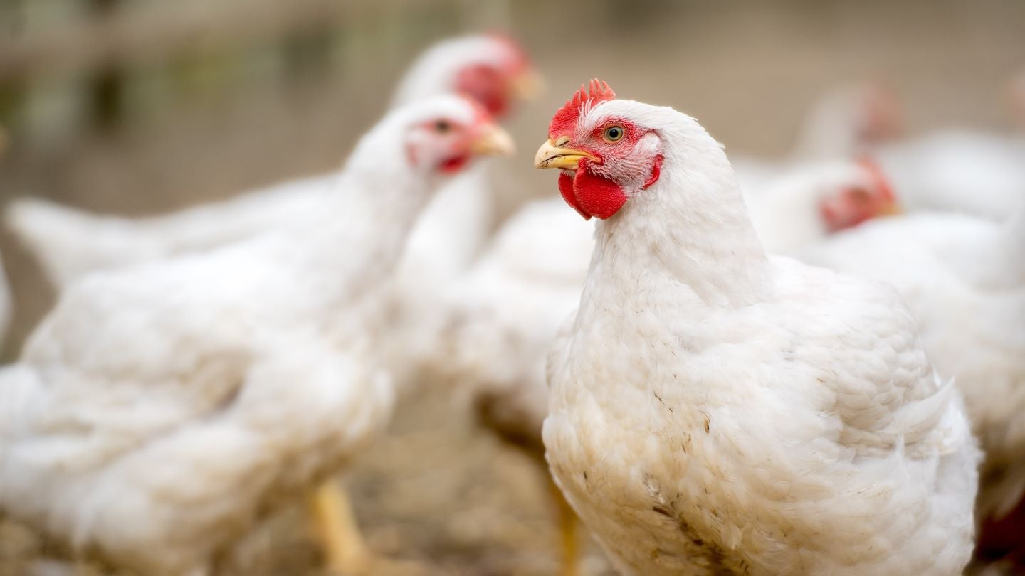 Rising feed costs and falling poultry prices hit Astral Foods’ first ...