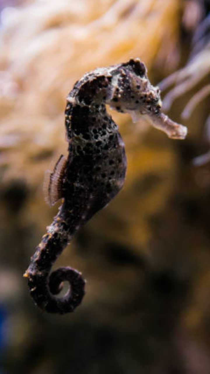 10 animals with the most unique tails