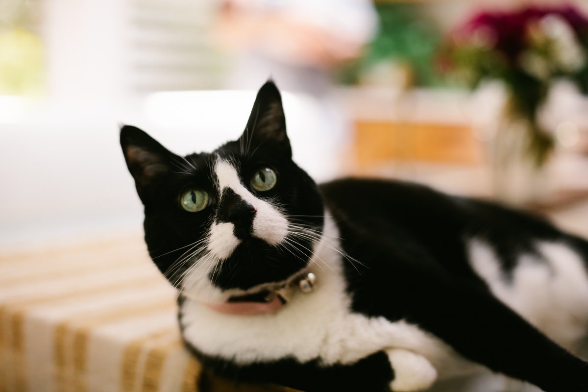 Tuxedo Cat's Iconic Toe Stretches Are Like a Choreographed Ballet