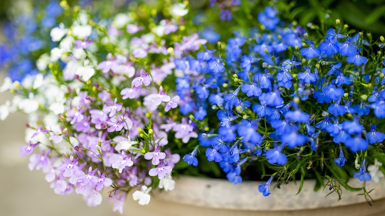 Types Of Edging Lobelia That Hummingbirds & Pollinators Can't Resist
