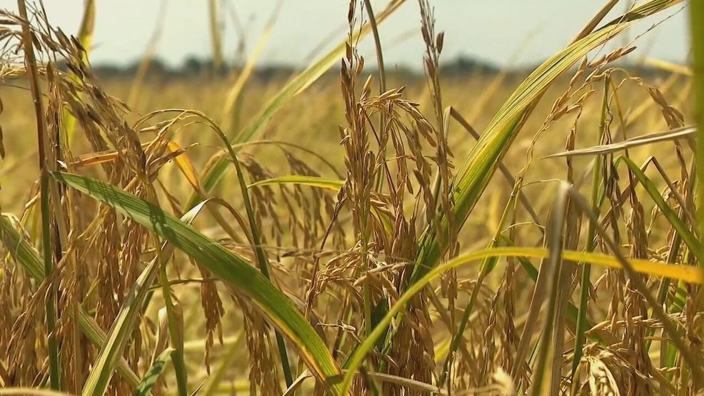 Arkansas rice farmers face tough choices as weather disrupts planting ...