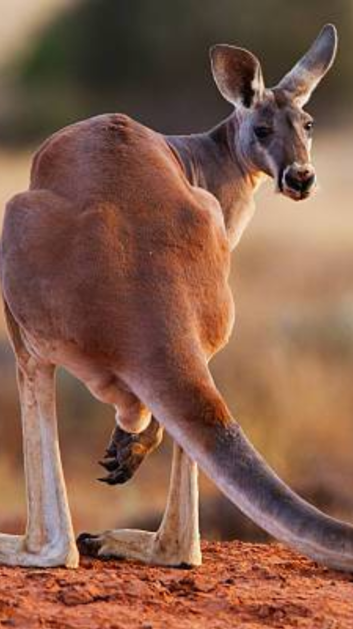 10 animals with the most unique tails