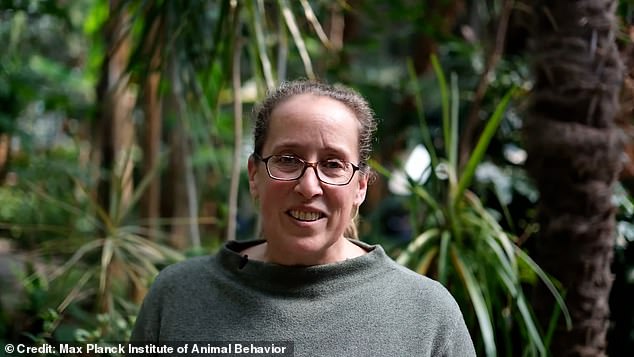 Moment monkey 'kidnaps' a baby of another species and carries the bub ...