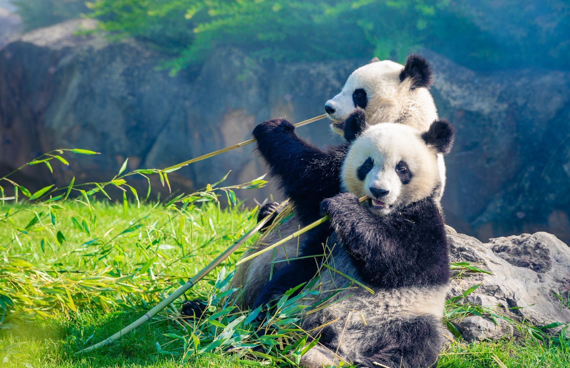 20 interesting facts to know about pandas