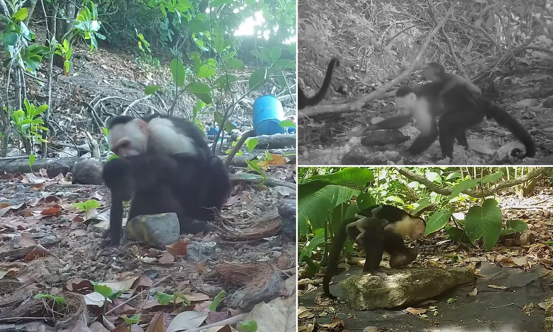 Moment monkey 'kidnaps' a baby of another species and carries the bub ...