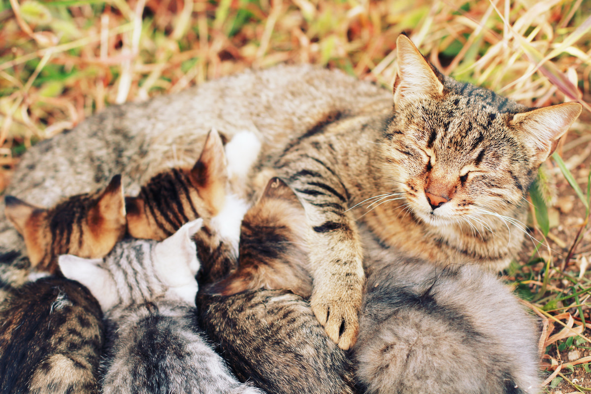 Mama Cat Feeds Swarm of Kittens Like She's Training an Army For World ...