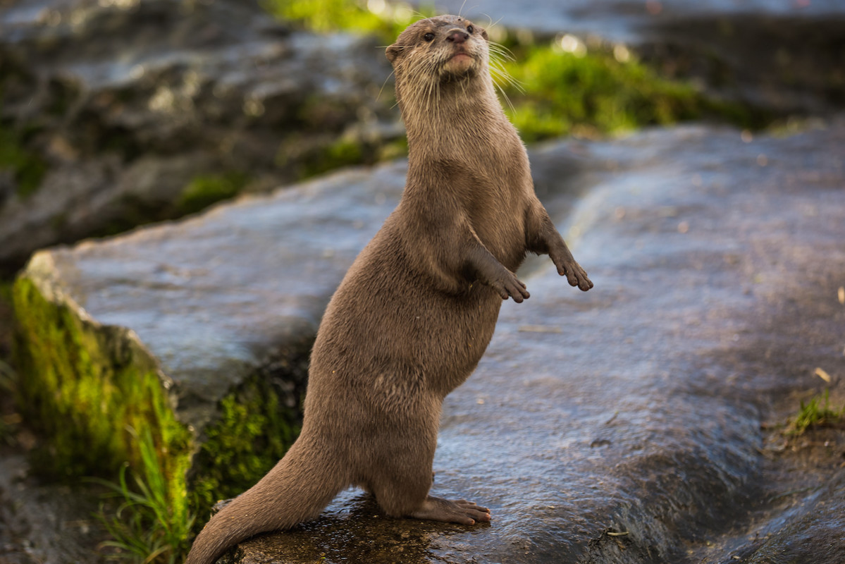 Video of Otters 'Dancing' at Wildlife Park Has People Obsessed