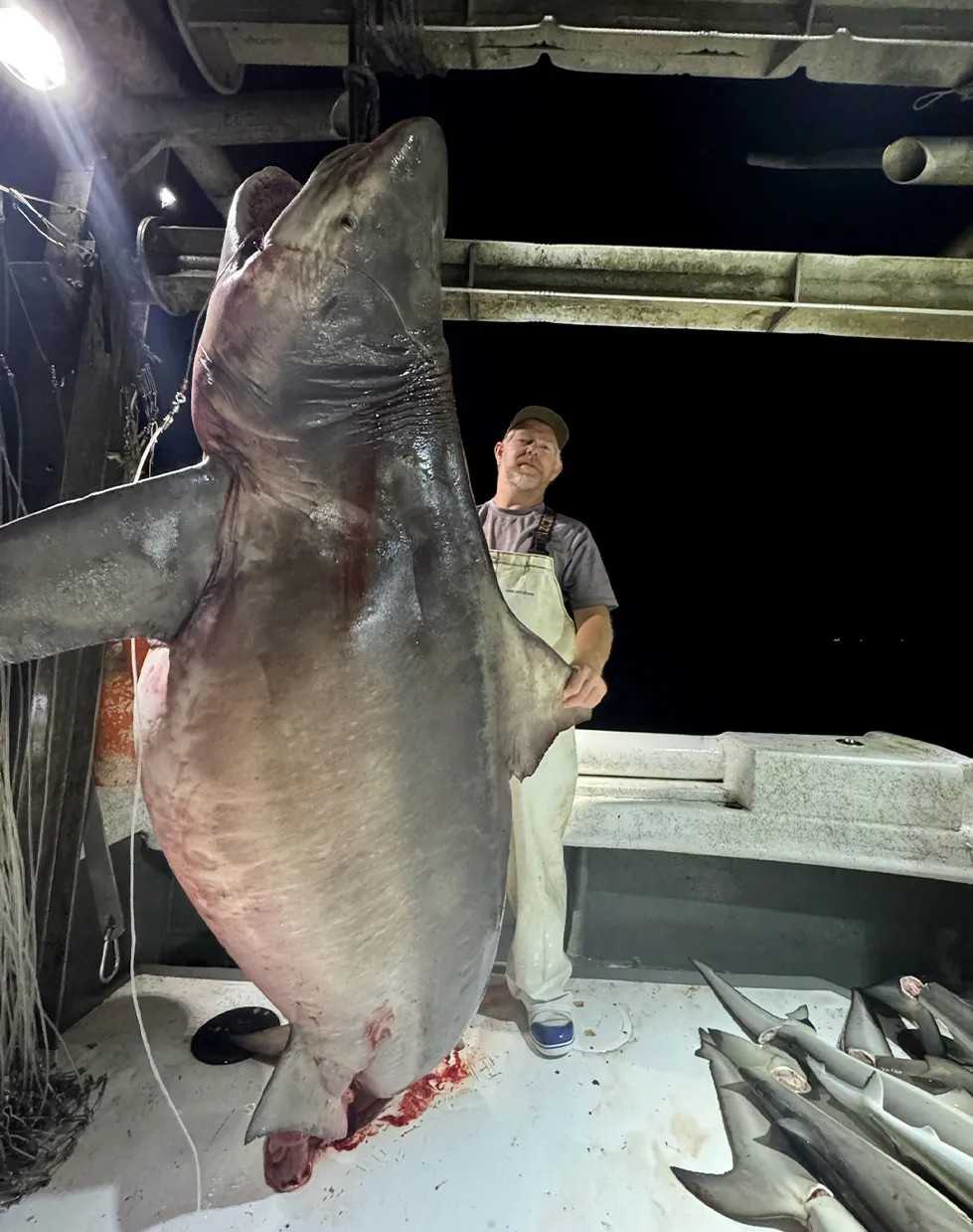 'It was a mongo': Bull shark weighing more than 500 pounds caught off ...