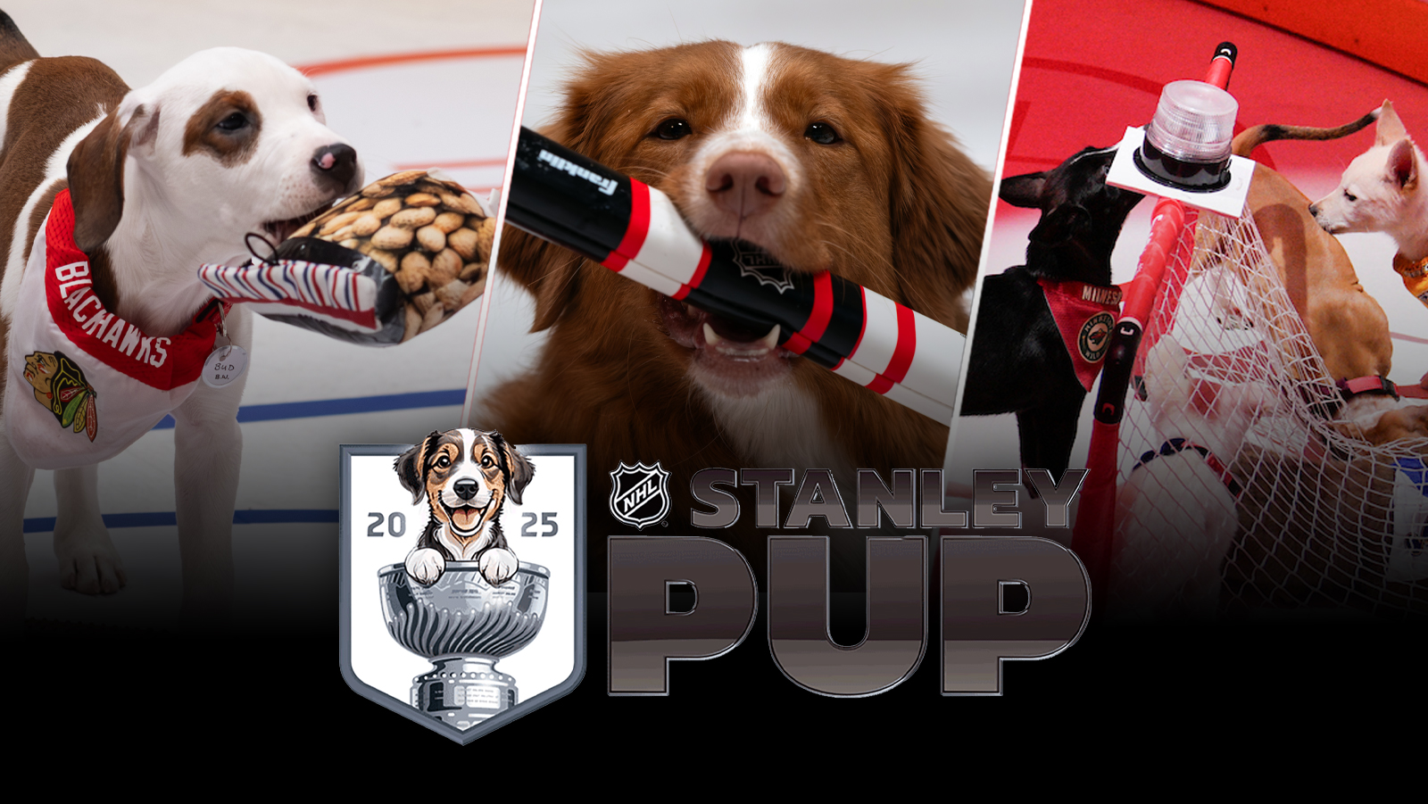 NHL's Stanley Pup 2025 Gets Premiere Date For Rescue Dog Competition ...