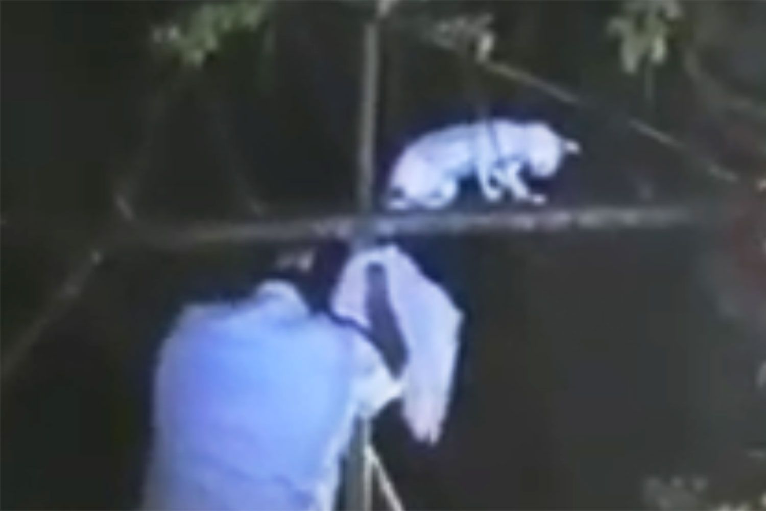 Drug-Smuggling Cat Caught Trying to Break Into Costa Rican Prison