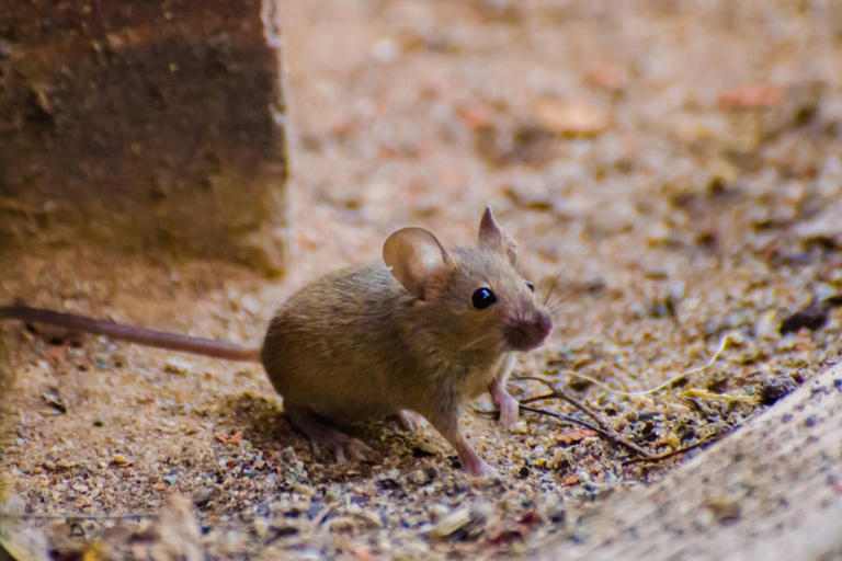 ‘Inhumane,’ Could Pennsylvania be next to regulate the use of sticky traps?