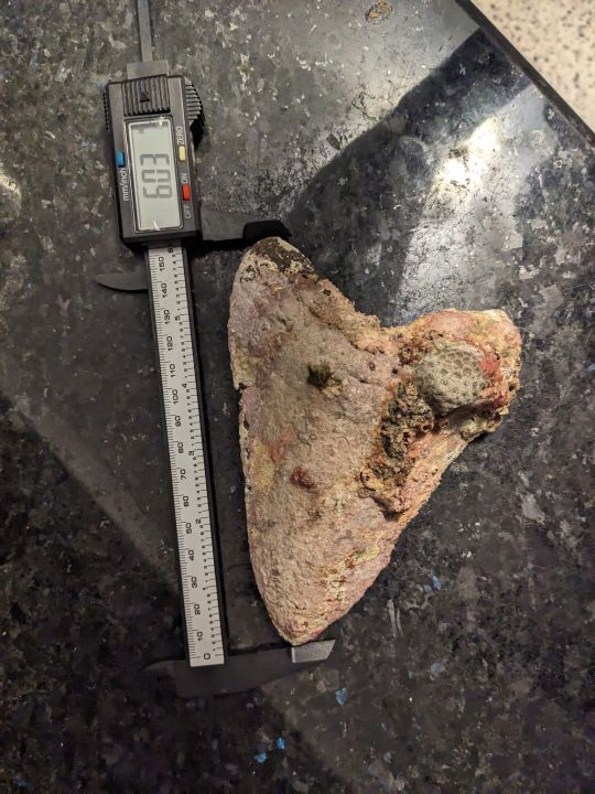 Diver finds massive megalodon tooth off Venice coast