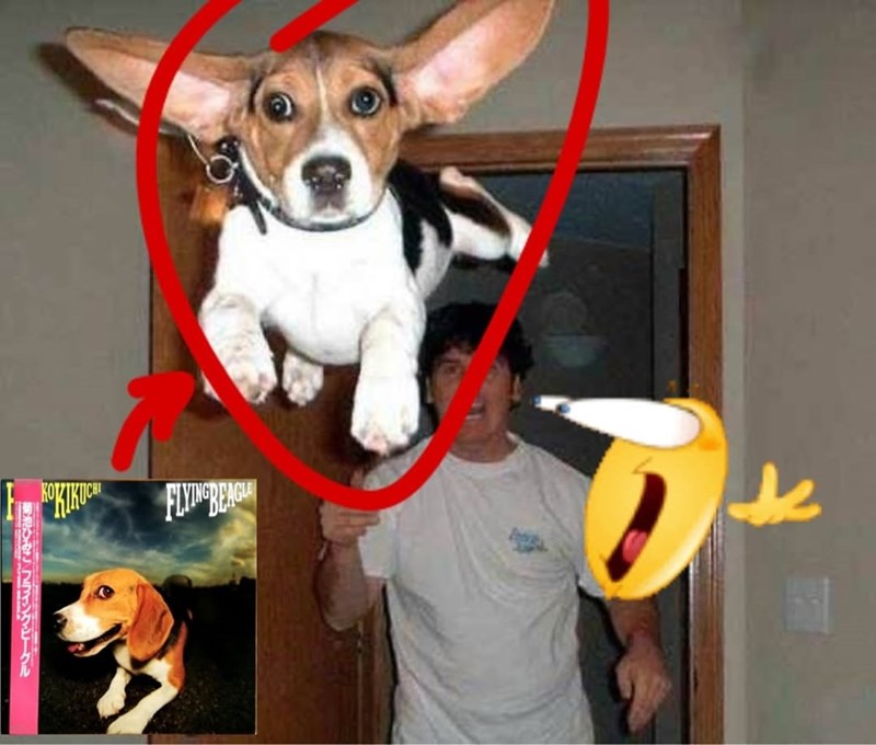 20 Brain-Busting Animal Memes for When You Want an Excuse to Stop Working