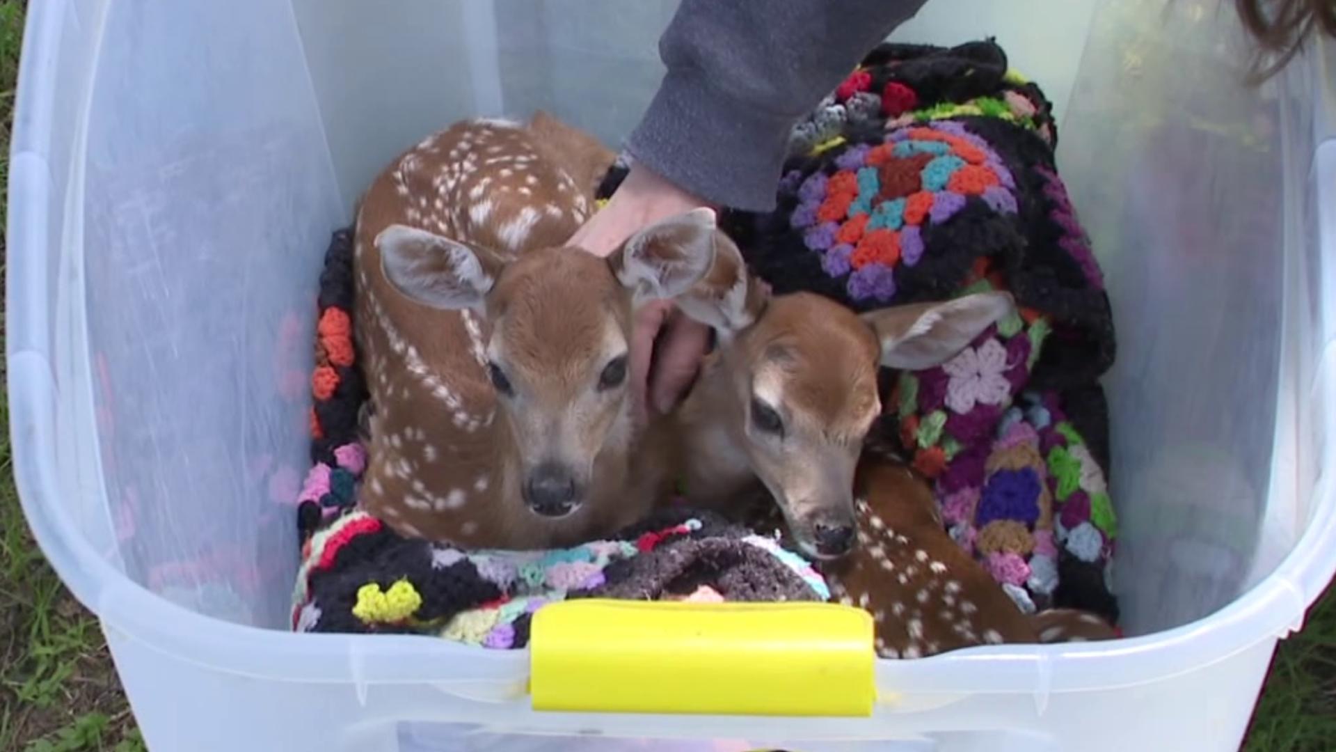 Wildlife experts offer guidance amid fawn season in the Poconos