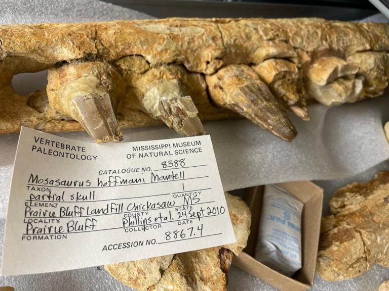 Evidence of 30-foot ancient sea monster found in this state