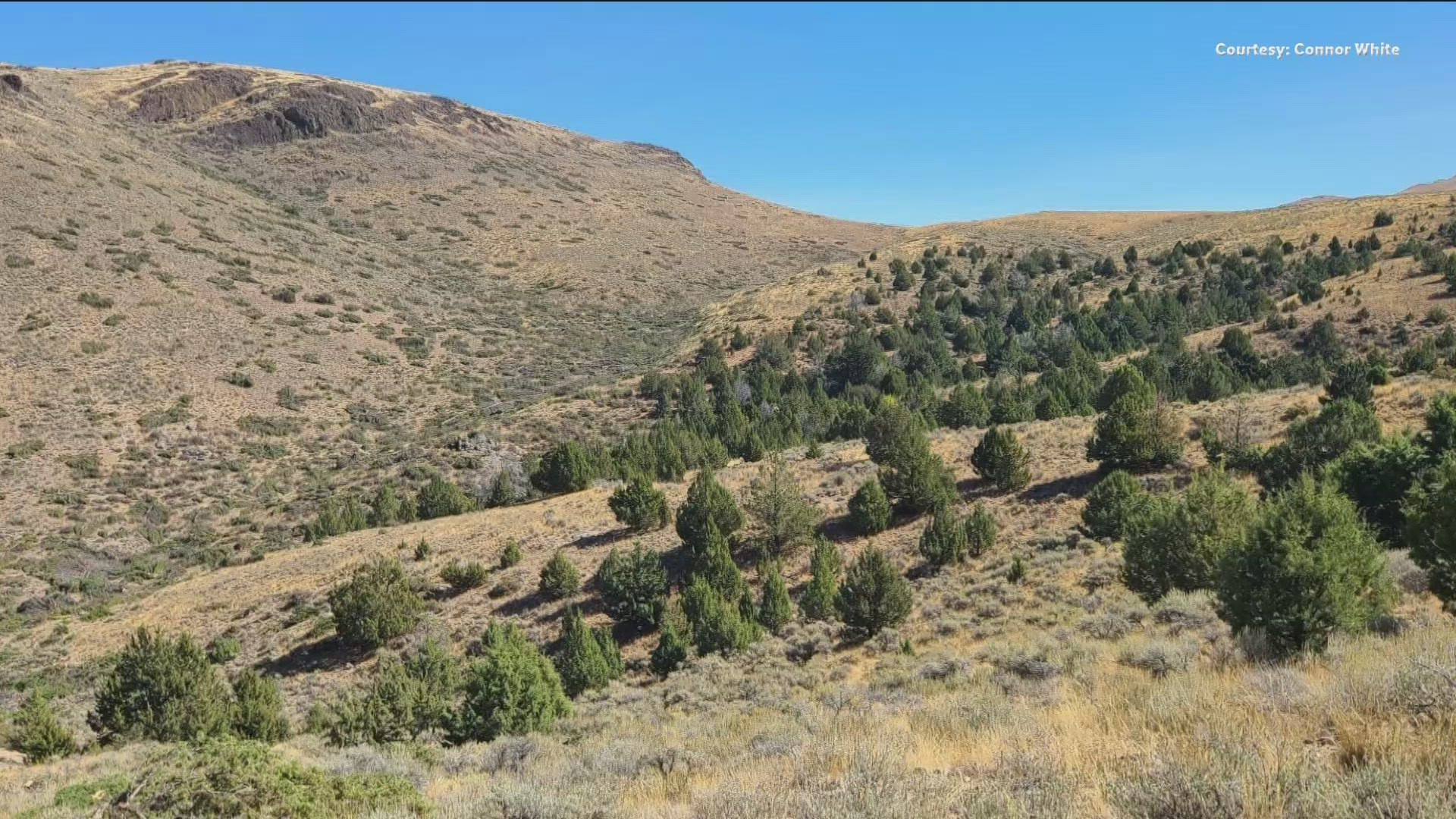 Sagebrush Sea Bosh Project