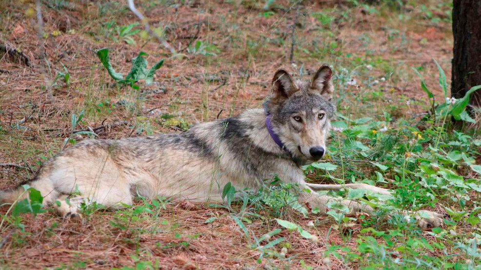Shasta County declares local emergency over gray wolf threat
