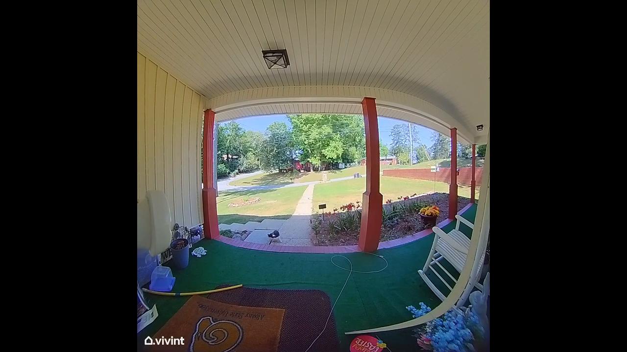 Jumping Cat Caught on Doorbell Camera
